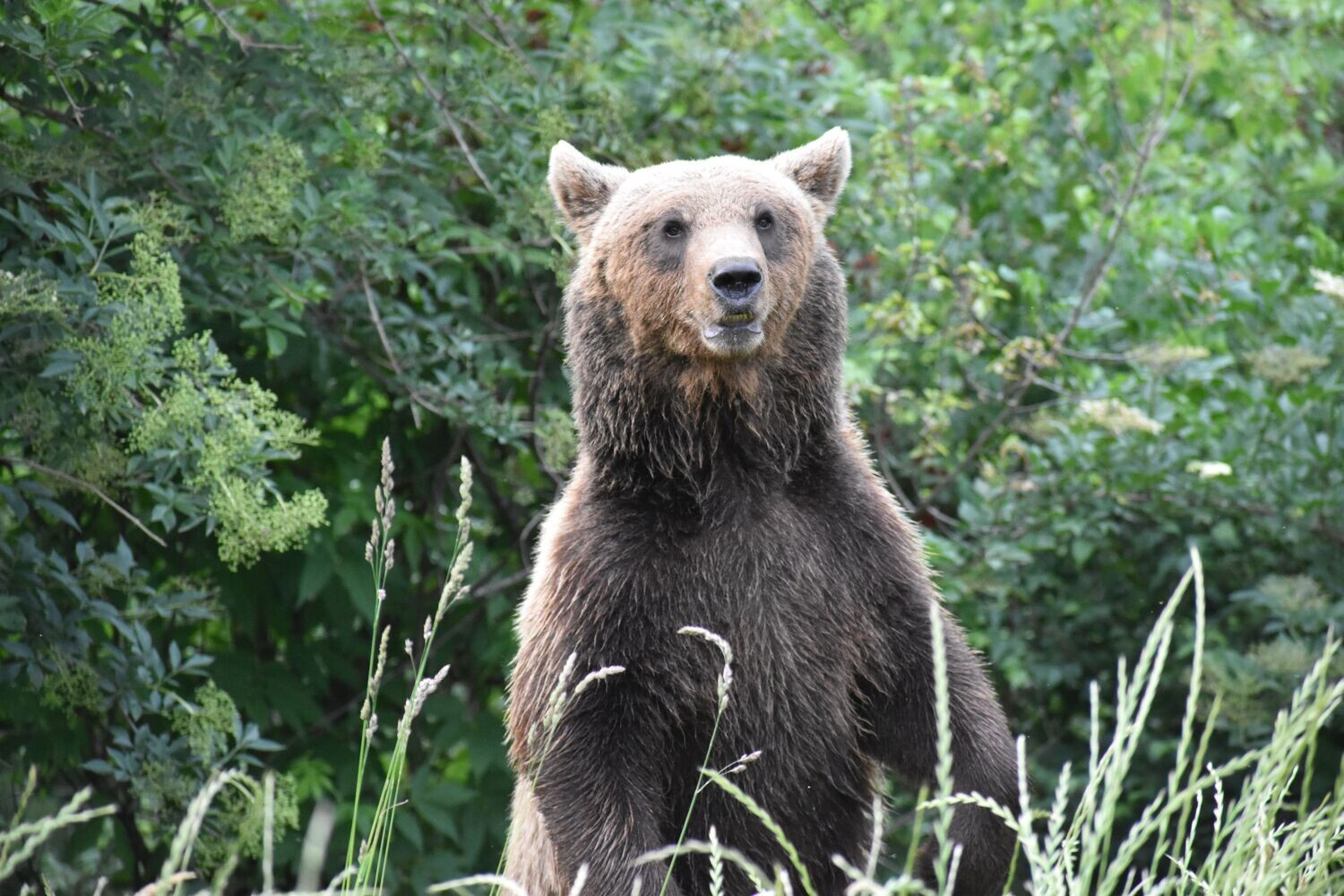 Alternativer Wolf- und Bärenpark Schwarzwald