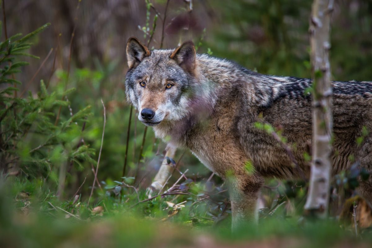 Alternativer Wolf- und Bärenpark Schwarzwald